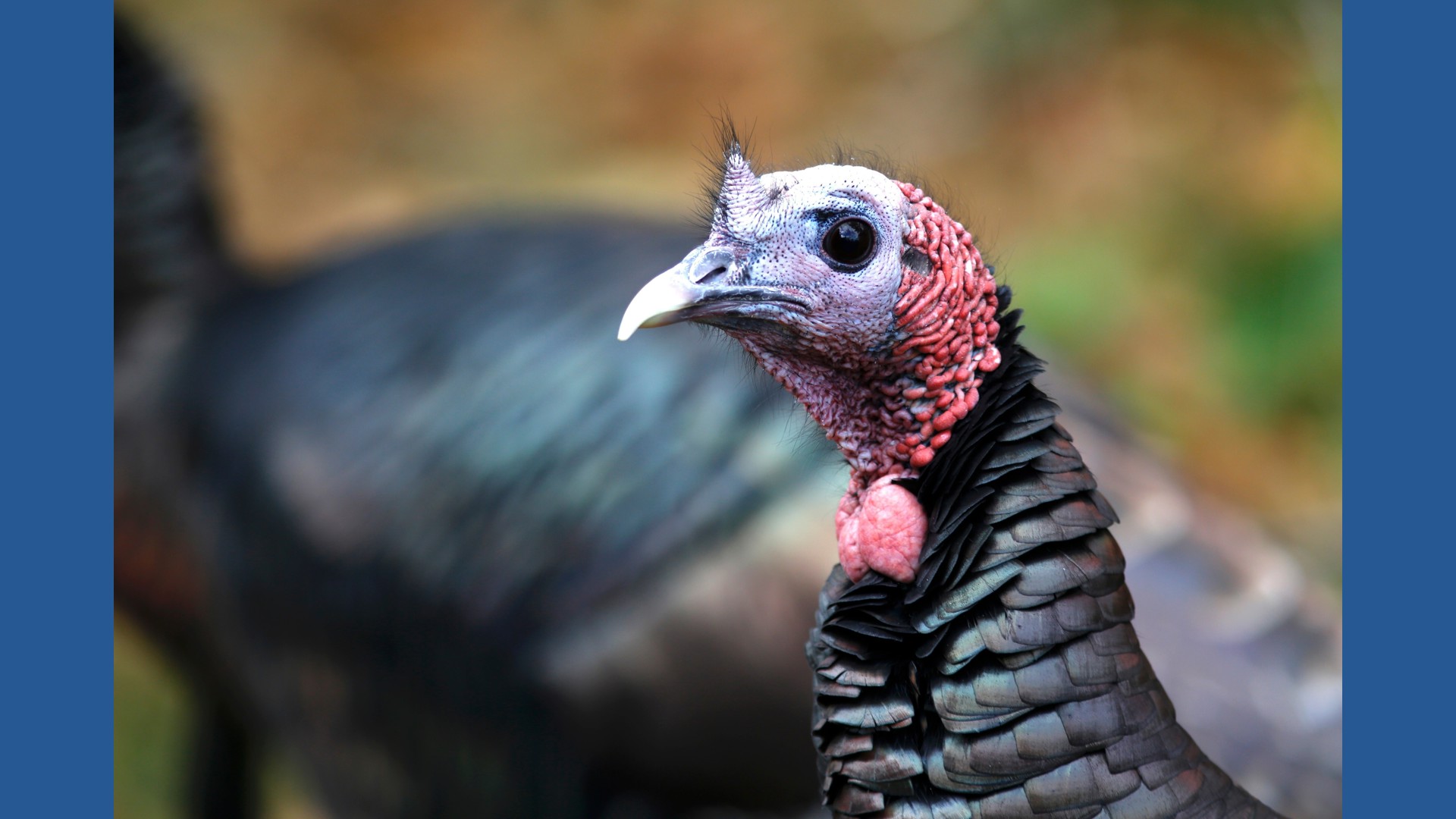 How trading wild turkeys for other animals became a conservation ...