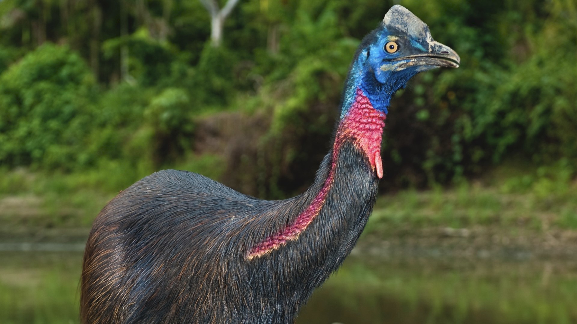 Cassowary