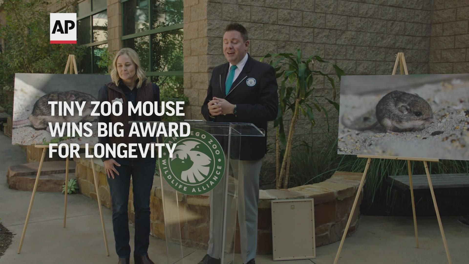 Oldest mouse? San Diego zoo mouse gets Guinness World Record | kiiitv.com