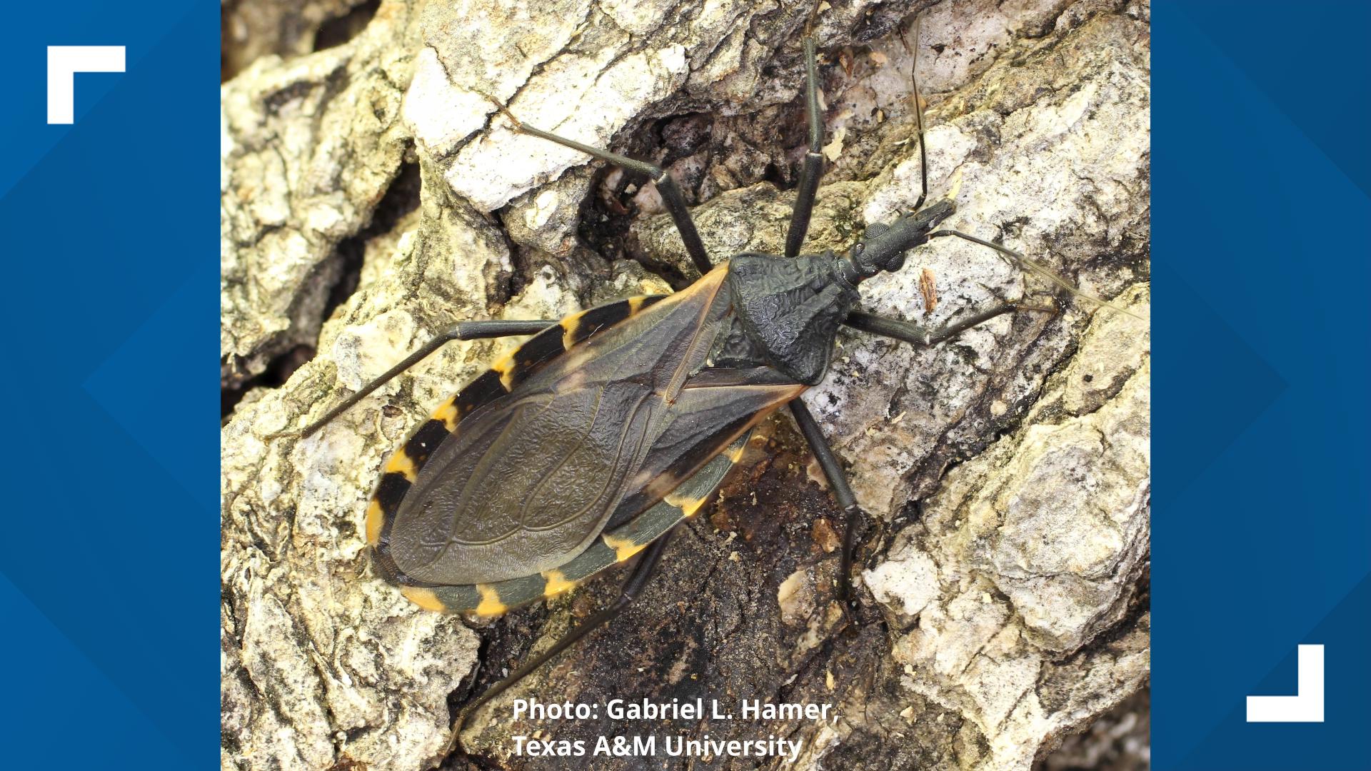 What is Chagas disease? CDC report warns of disease spread from ...