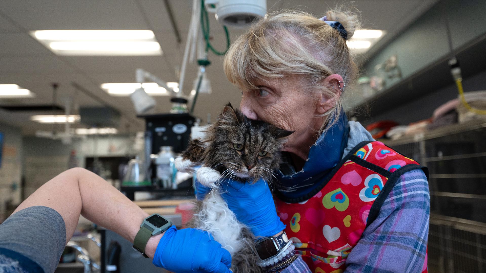 Tabby cat survives 380-foot fall in Utah | kiiitv.com