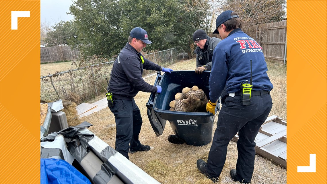 CSFD helps move 24-year-old tortoise out of frigid temperatures ...