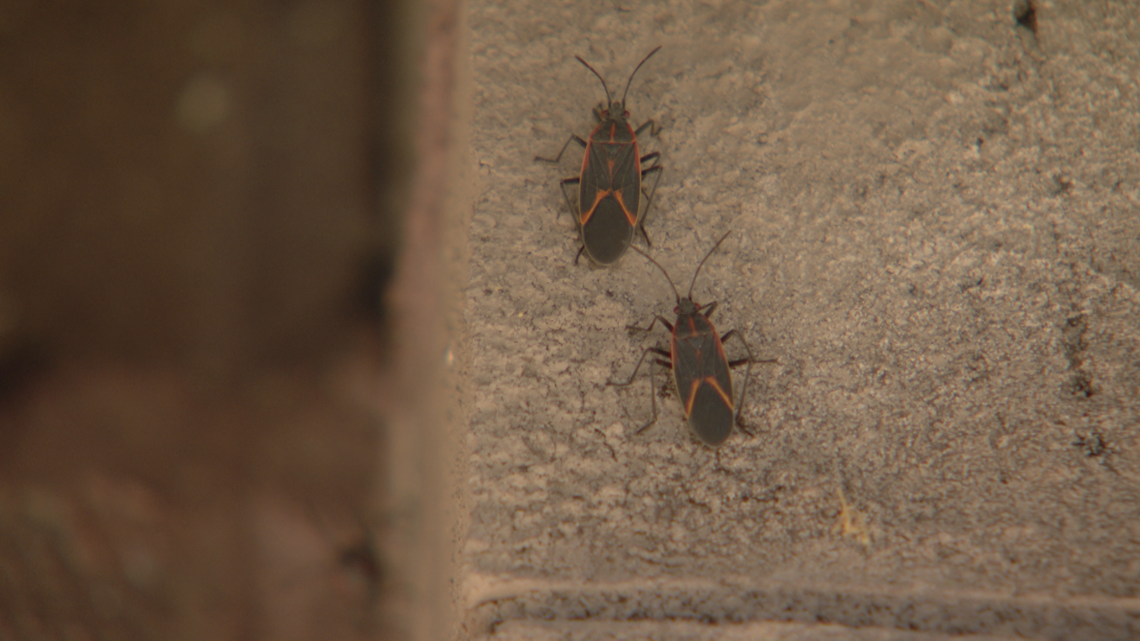 blue dragon sea slugs wash up on Texas beaches | kiiitv.com