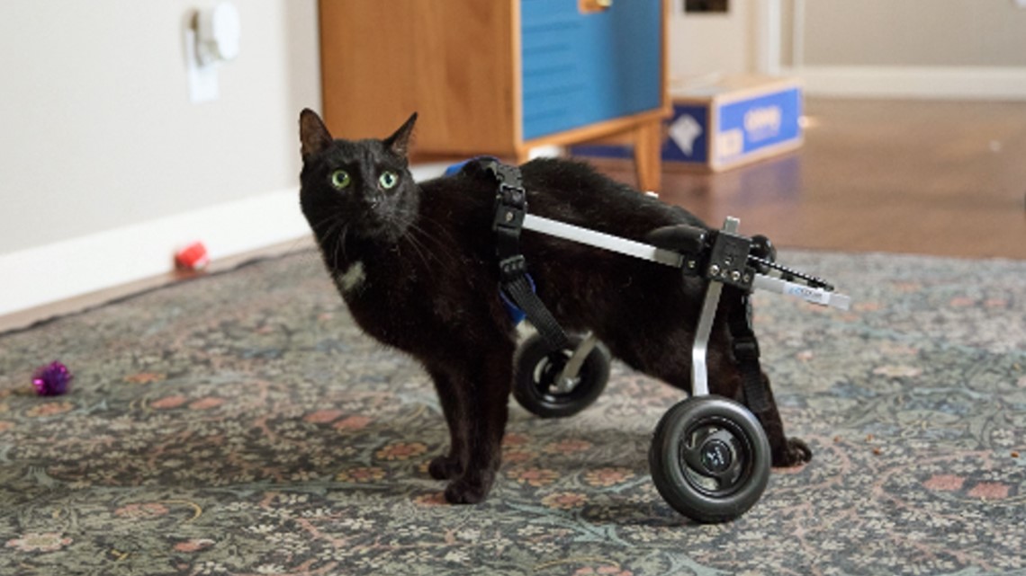 Waco, Tx News | Paralyzed cat gets new wheelchair for the holiday ...