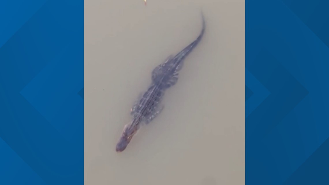 Six alligators live in Waco, Texas Brazos River, says TPWD | kiiitv.com