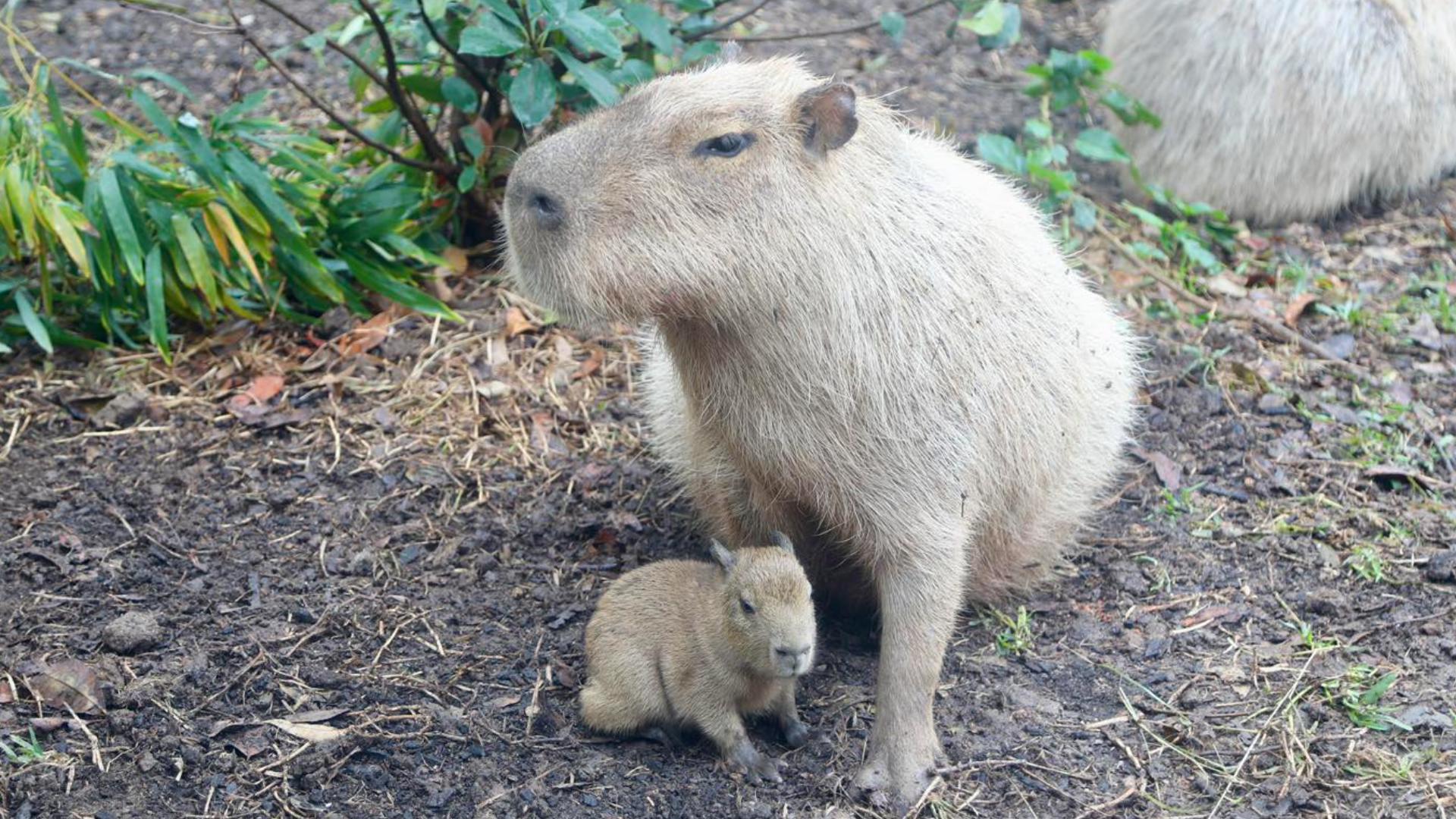 San Antonio Zoo's baby capybara, TupI! | kiiitv.com