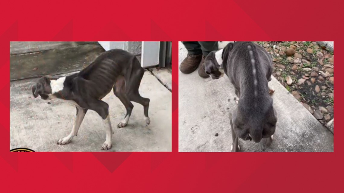 BCSO: Woman neglected dog to death in 'severe' animal cruelty case ...