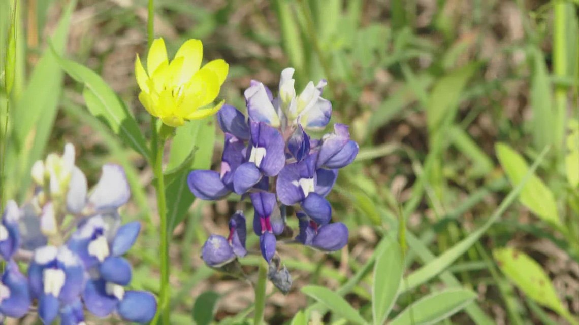 texas bluebonnets delayed bloom | kiiitv.com