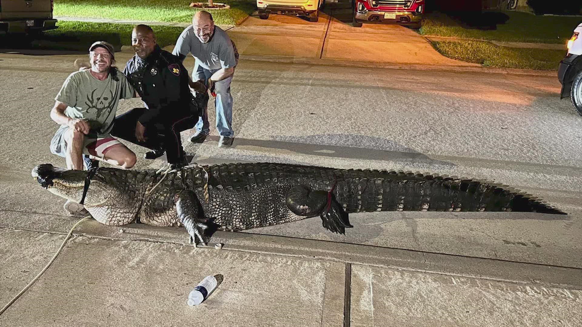 Large alligator captured in Atascocita, Texas neighborhood | kiiitv.com