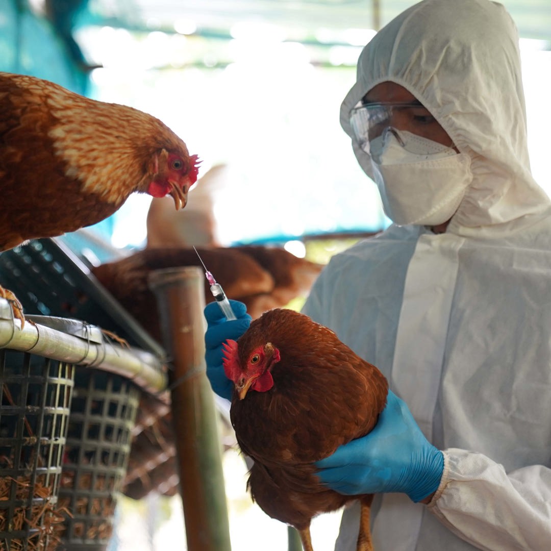 Texas health alert | Potentially deadly bird flu poses threat to ...