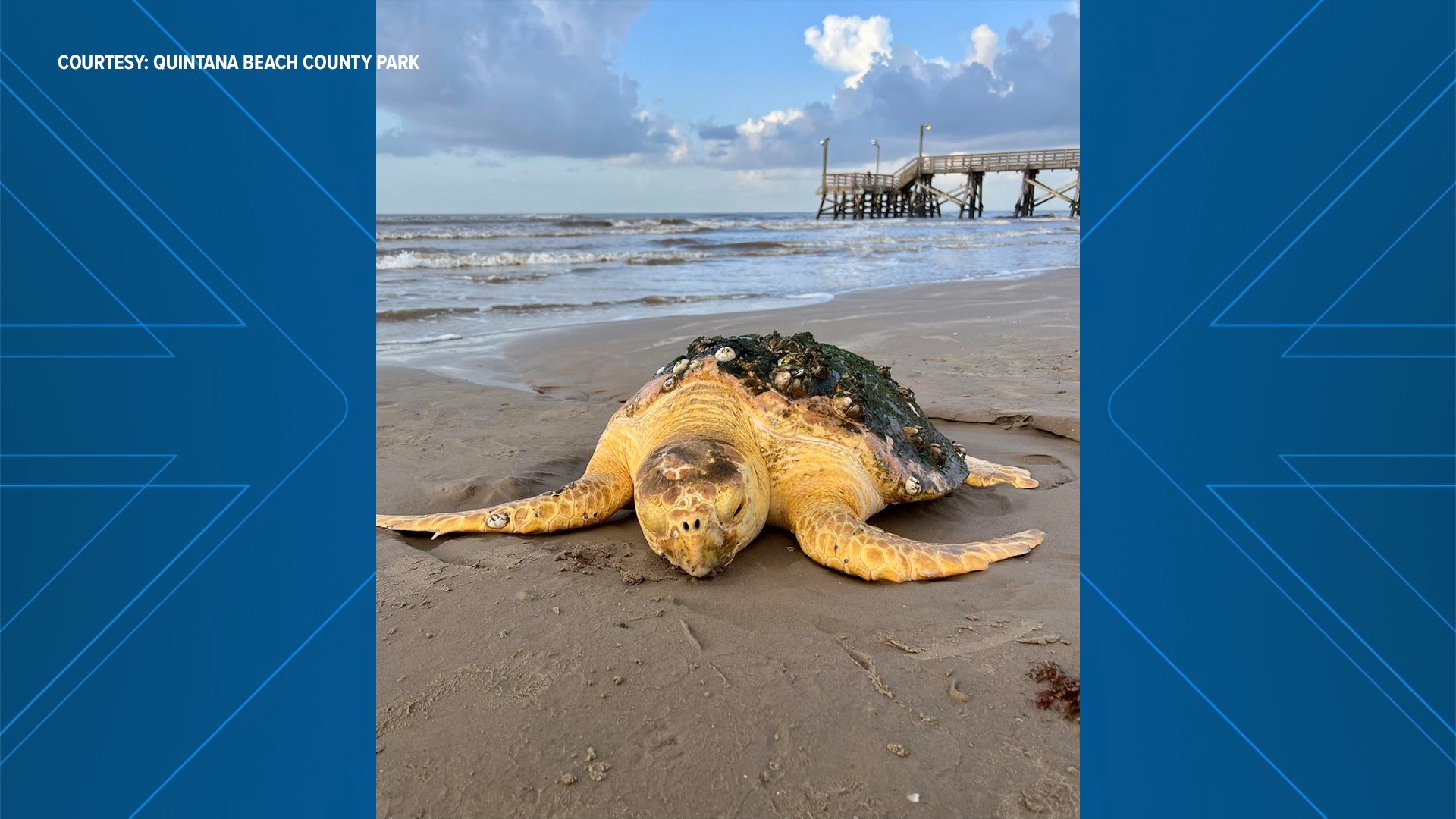 Loggerhead sea turtle off coast of Quintana Beach County Park | kiiitv.com