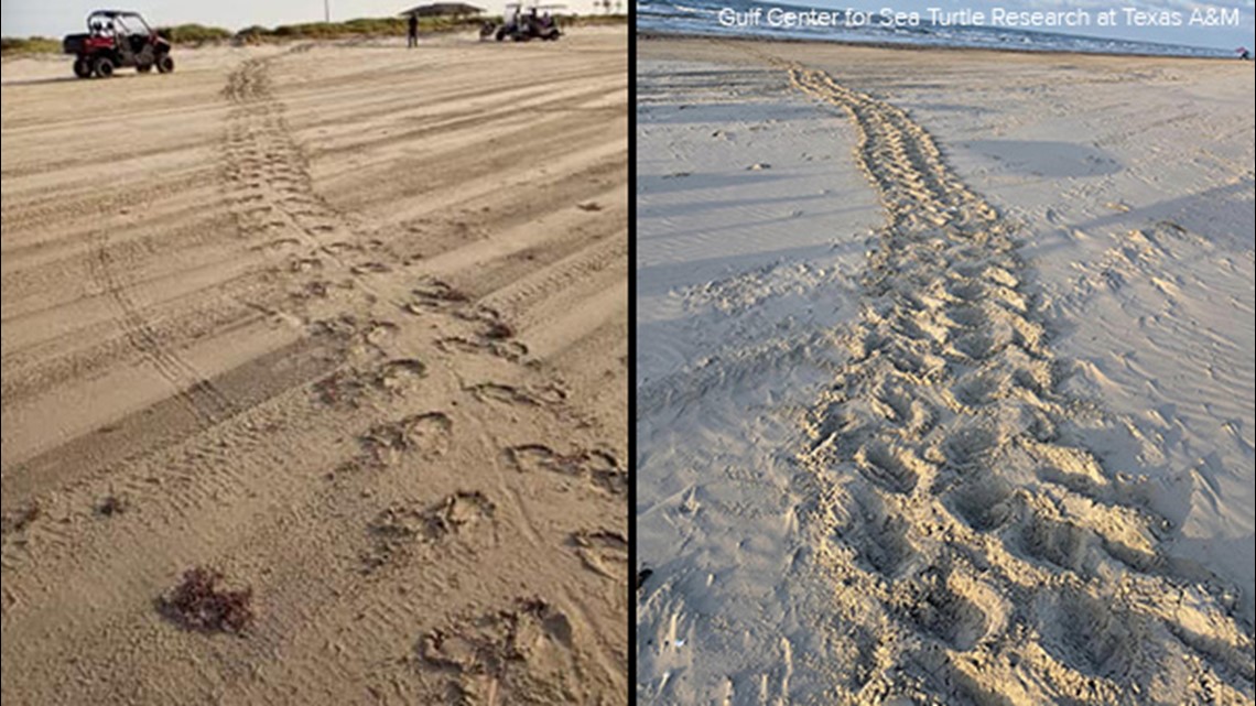 Texas news | Sea turtle nesting season here; how to spot tracks ...