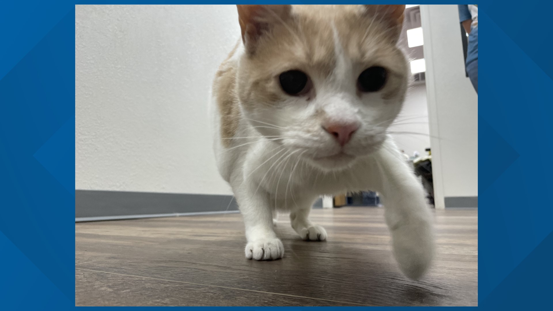 Meet West Texas TikTok star, Chili Potato the cat | kiiitv.com