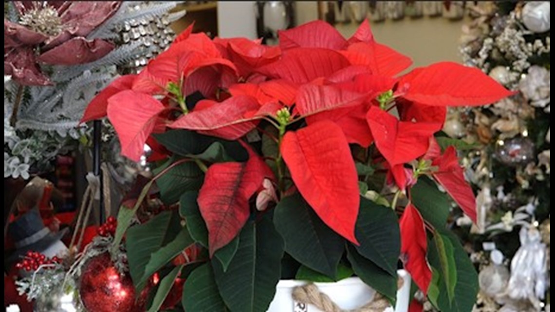 The history behind Mexican legend - poinsettias | kiiitv.com