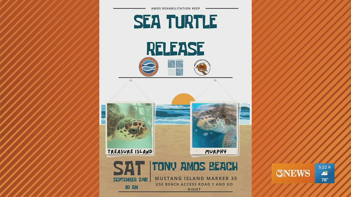 Sea turtles to be released on Saturday | kiiitv.com