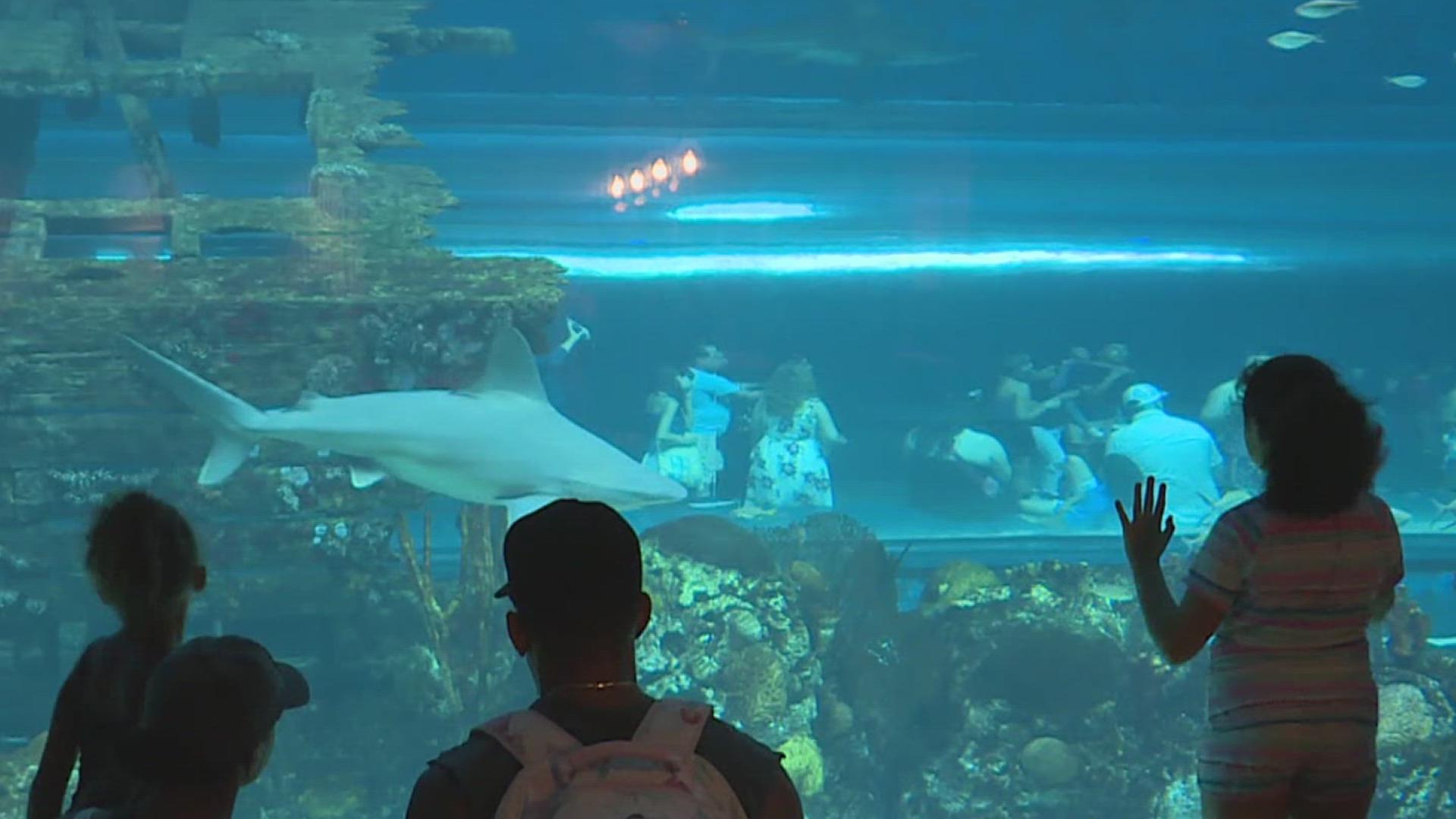 Texas State Aquarium draws thousands of tourists on July 4th weekend ...