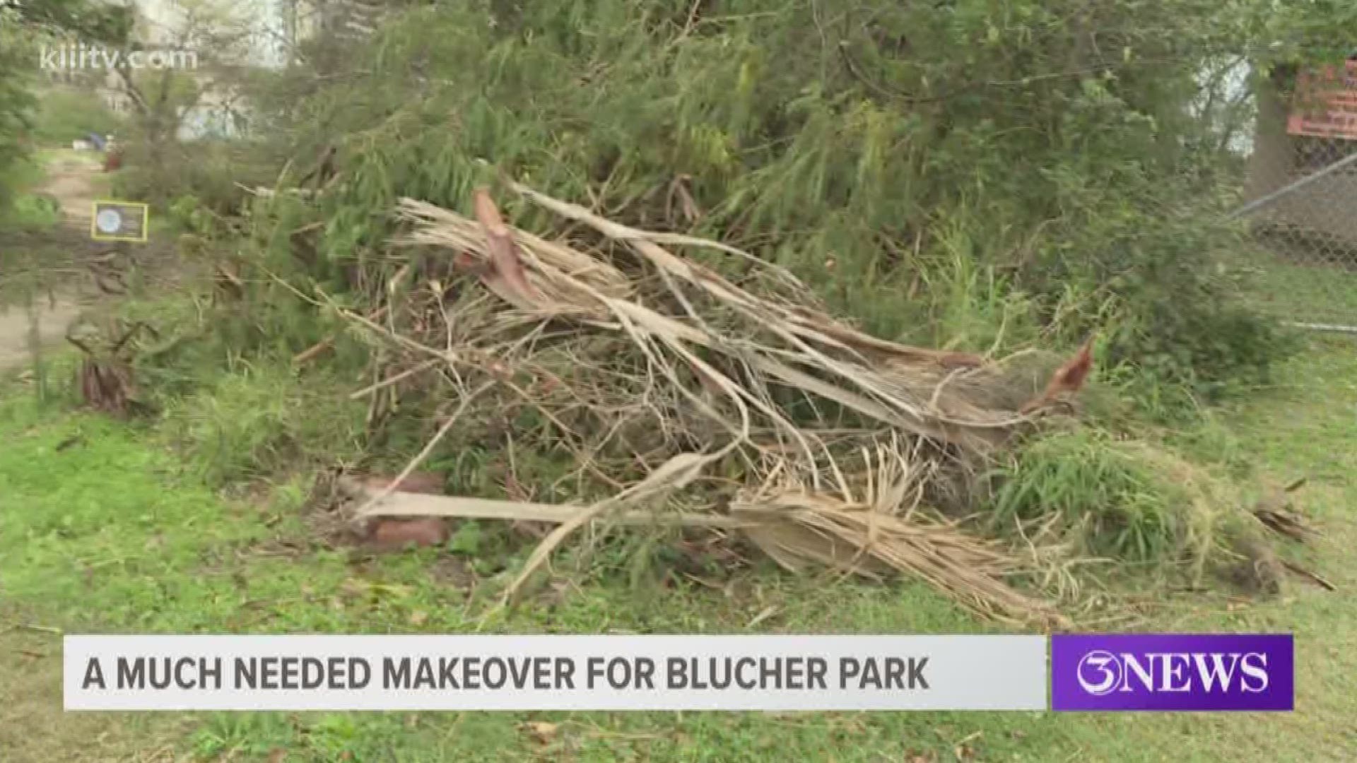City outlines plans to remove non-native plants from Blucher Park ...