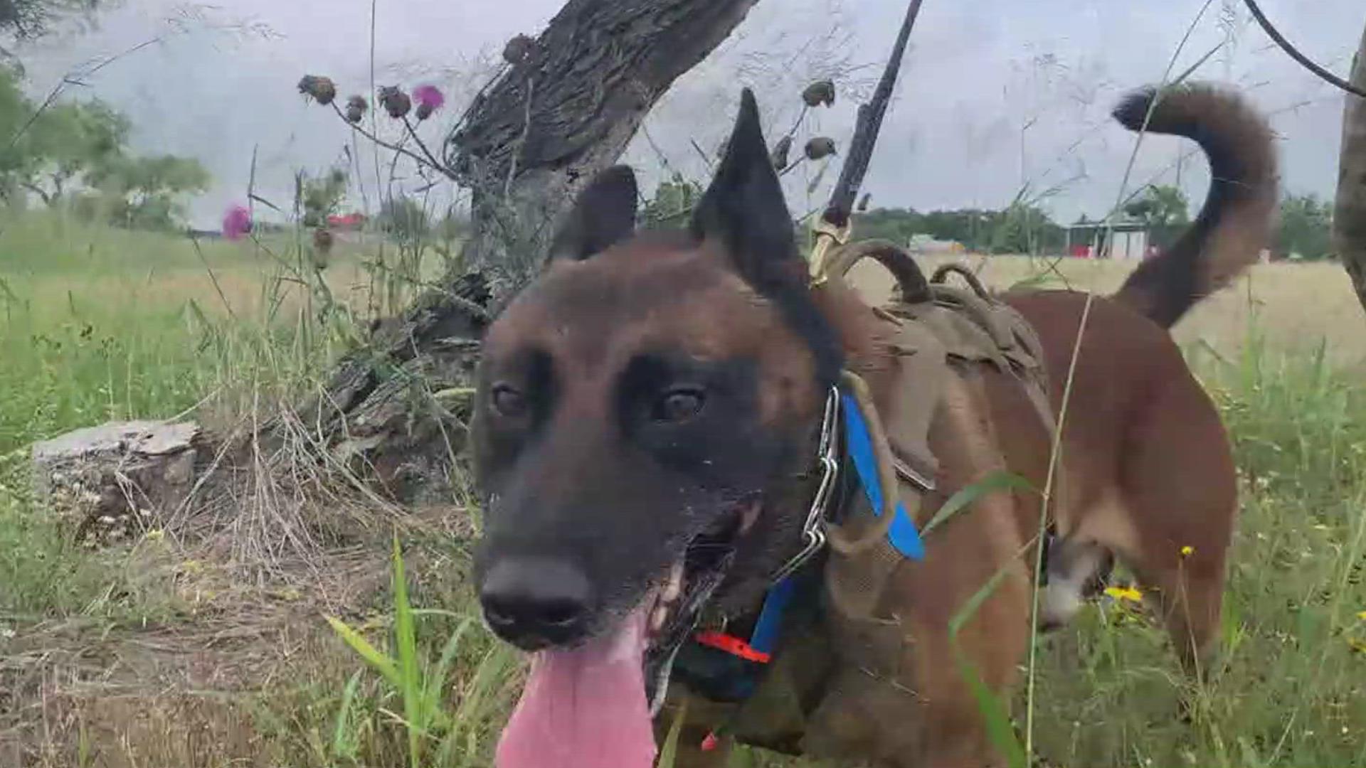 Texas K-9 teams expand roles beyond border patrol | kiiitv.com