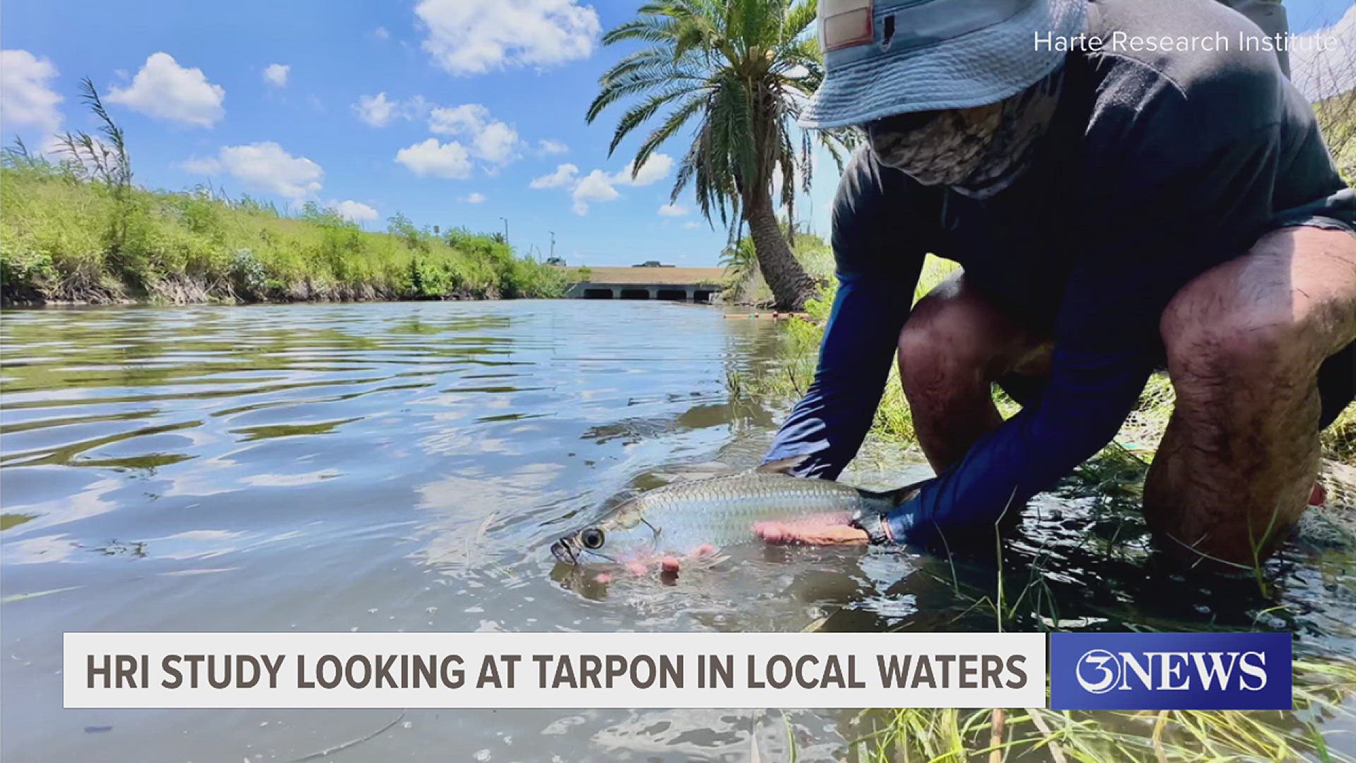 NC State defeats Memphis 31-7 in Gasparilla Bowl | kiiitv.com