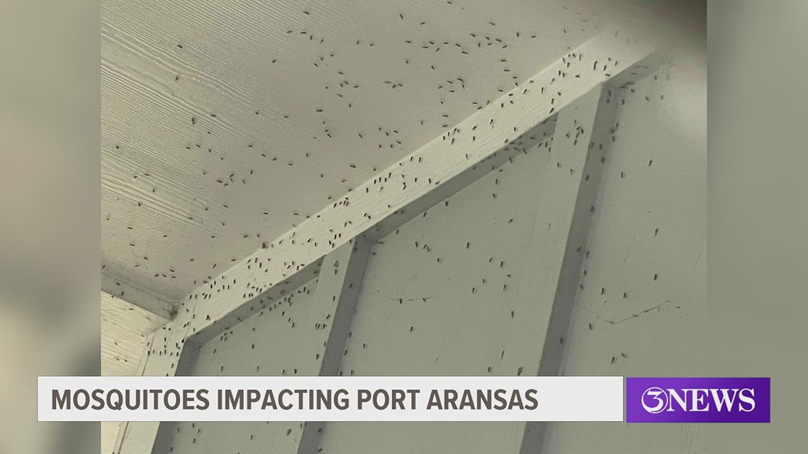Mosquito invasion: How Port Aransas is dealing with an increase in the ...