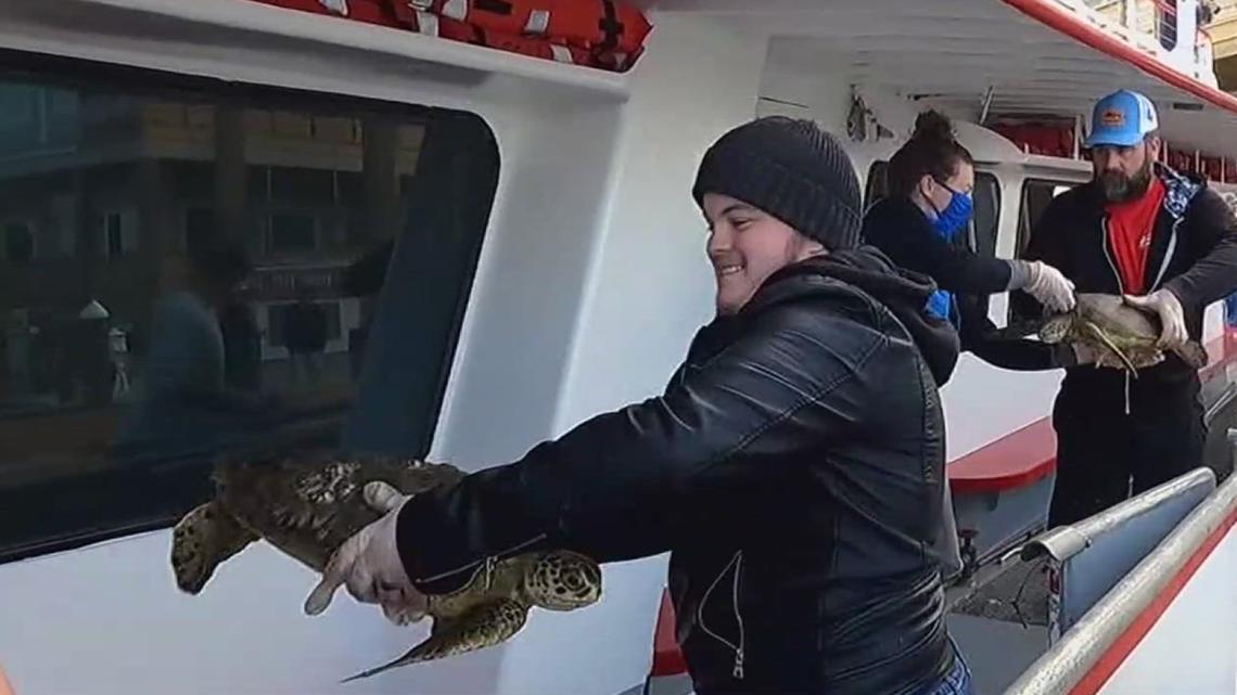 Bridge closures won't stop cold-stunned turtles from getting treatment ...