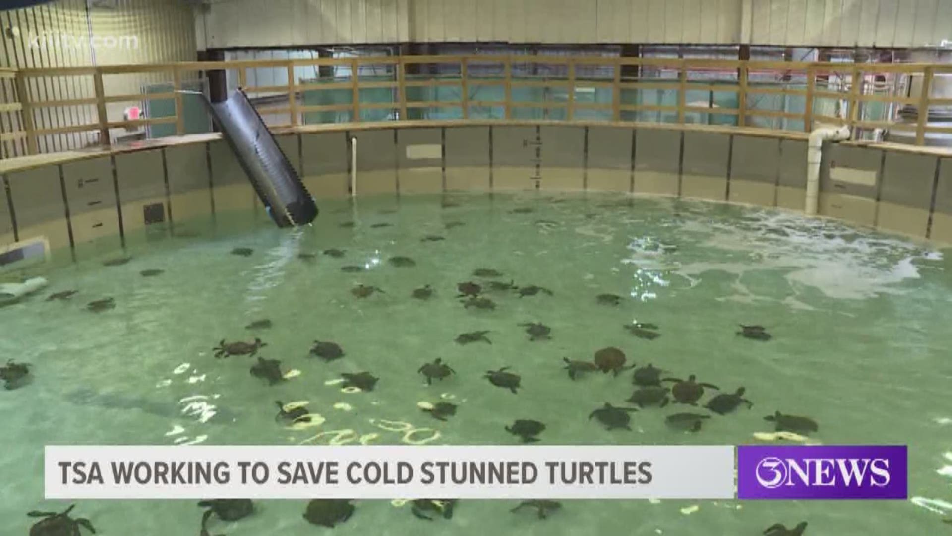 Hundreds of cold stunned sea turtles rescued | kiiitv.com