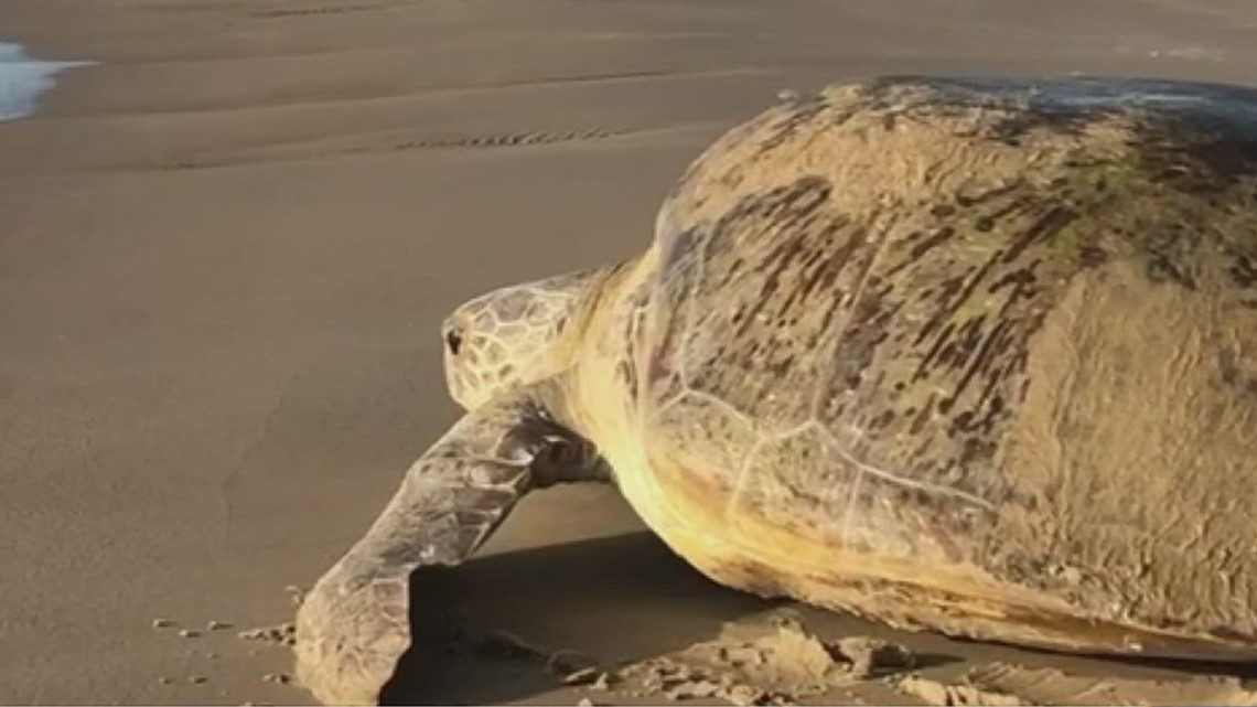 PINS sees record-breaking green sea turtle nesting season | kiiitv.com