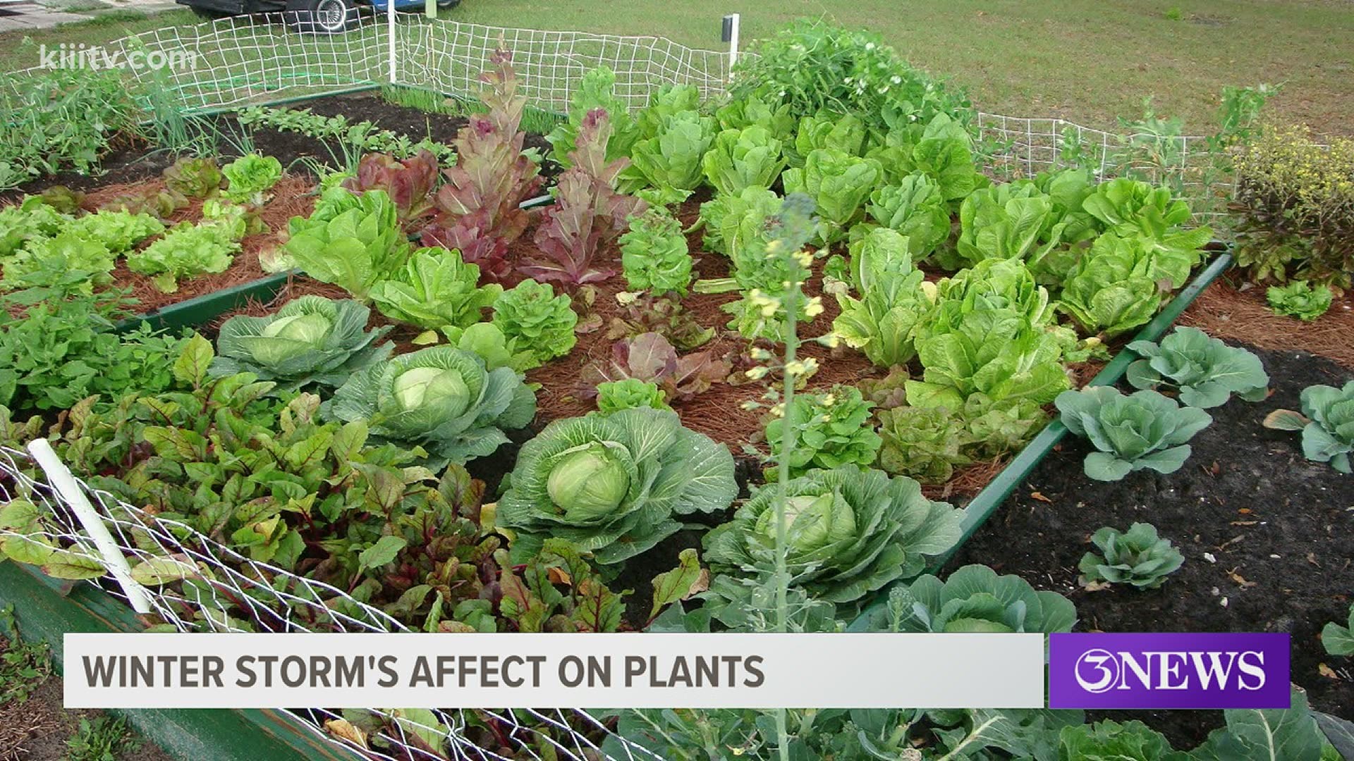 South Texas Gardener: What to do about freeze damaged plants | kiiitv.com