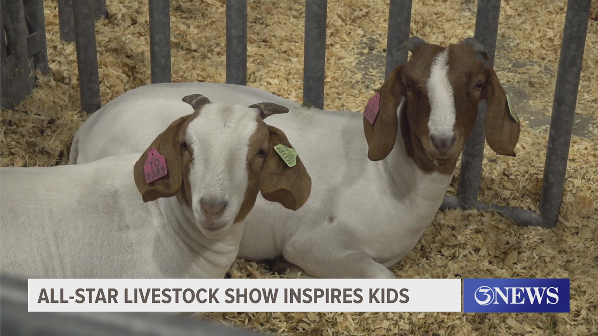 NCJLS All-Star show highlights youth dedication and discipline | kiiitv.com