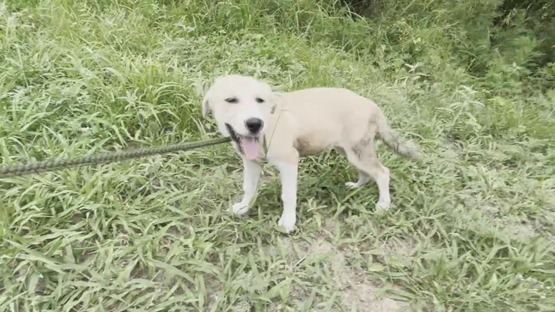 Rescued dog sparks attention on pet dumping near Lake Findley | kiiitv.com