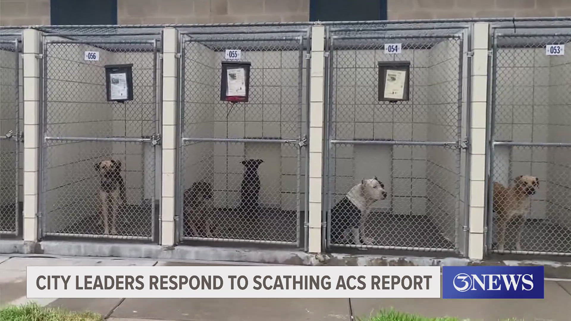 Council member upset over pets being dumped in landfills | kiiitv.com