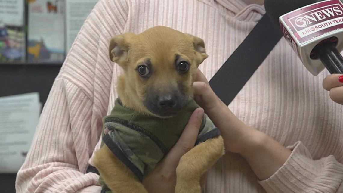 Rescue Tales: Adorable baby Albert | kiiitv.com
