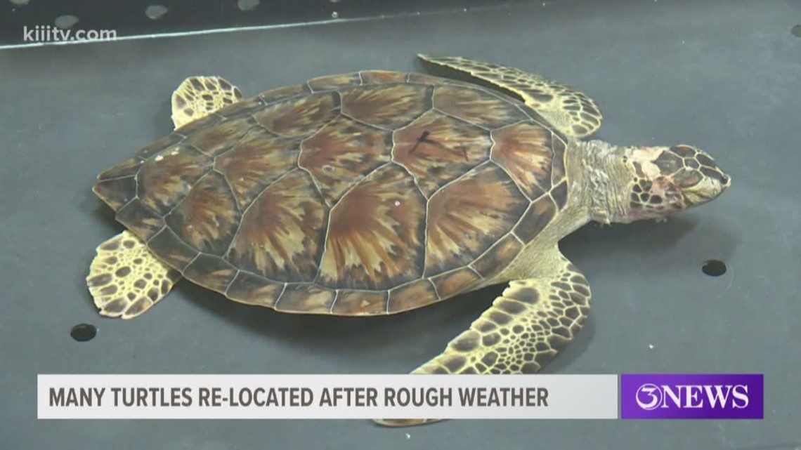 Heavy winds, strong currents stranded sea turtles on Padre Island ...