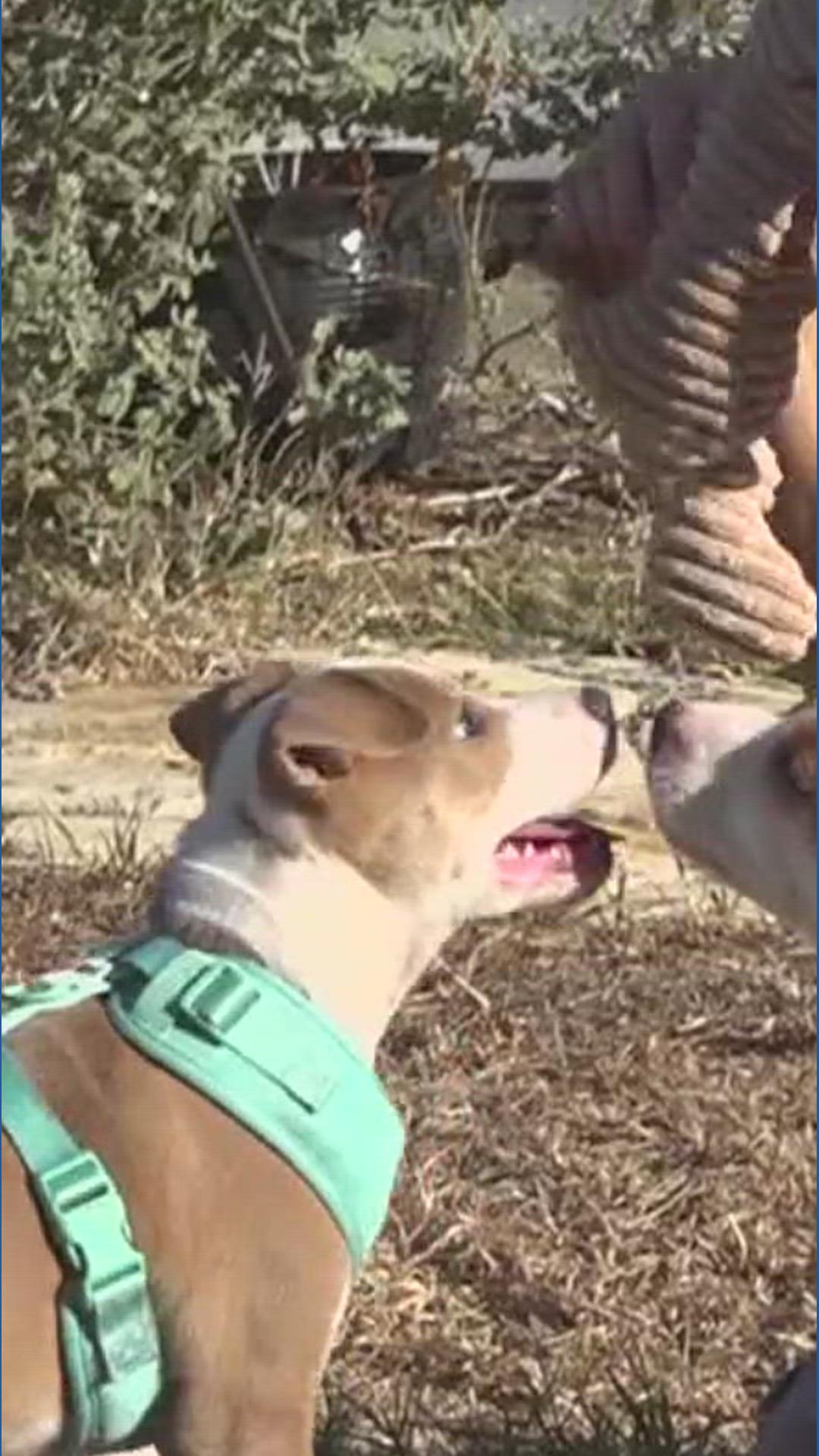 New pet rescue group works to bridge gaps in Corpus Christi animal ...
