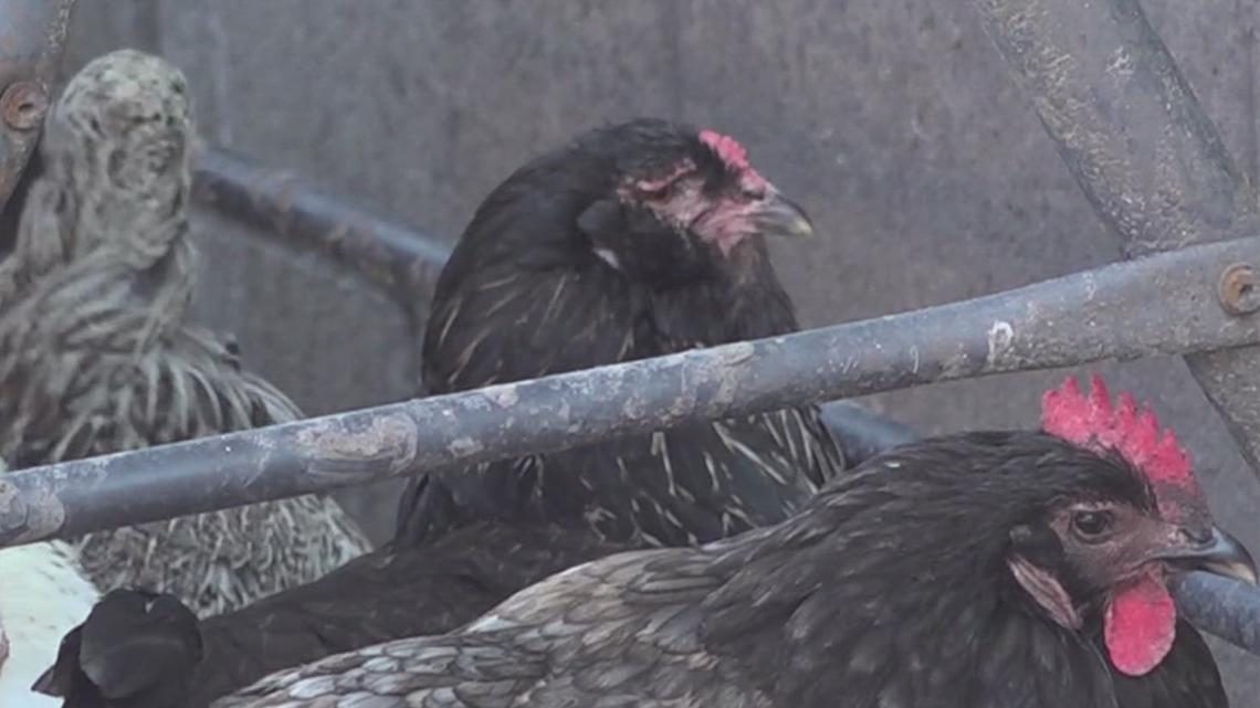 Local shoppers look to buy chickens amid egg price hike | kiiitv.com