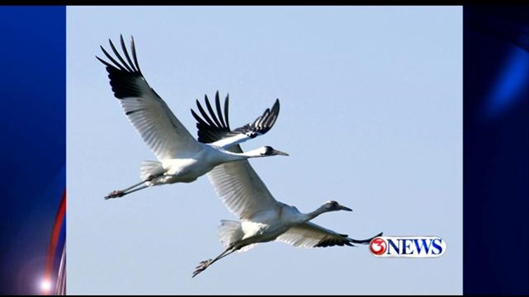 Whooping Crane Festival Port Aransas | kiiitv.com