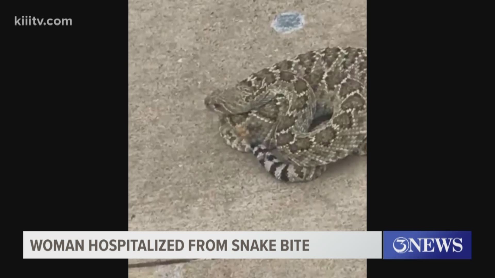 Woman bit by a snake along the Corpus Christi seawall | kiiitv.com