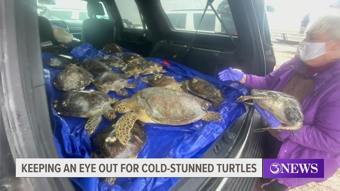 Residents Encouraged To Watch For Cold Stunned Sea Turtles During