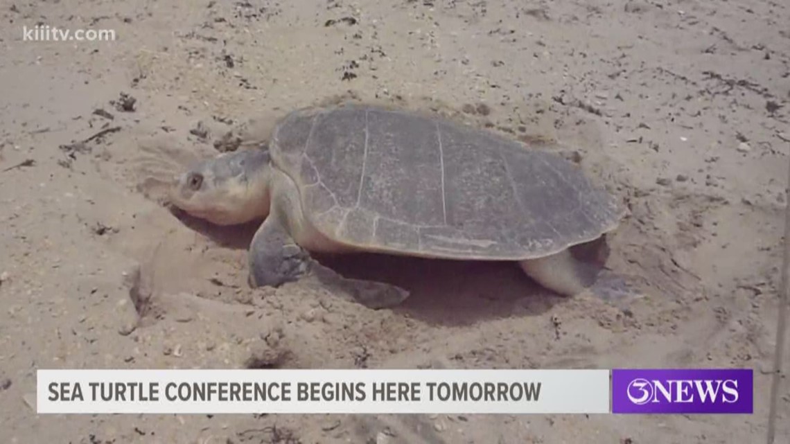 Sea turtle conference begins in Corpus Christi | kiiitv.com