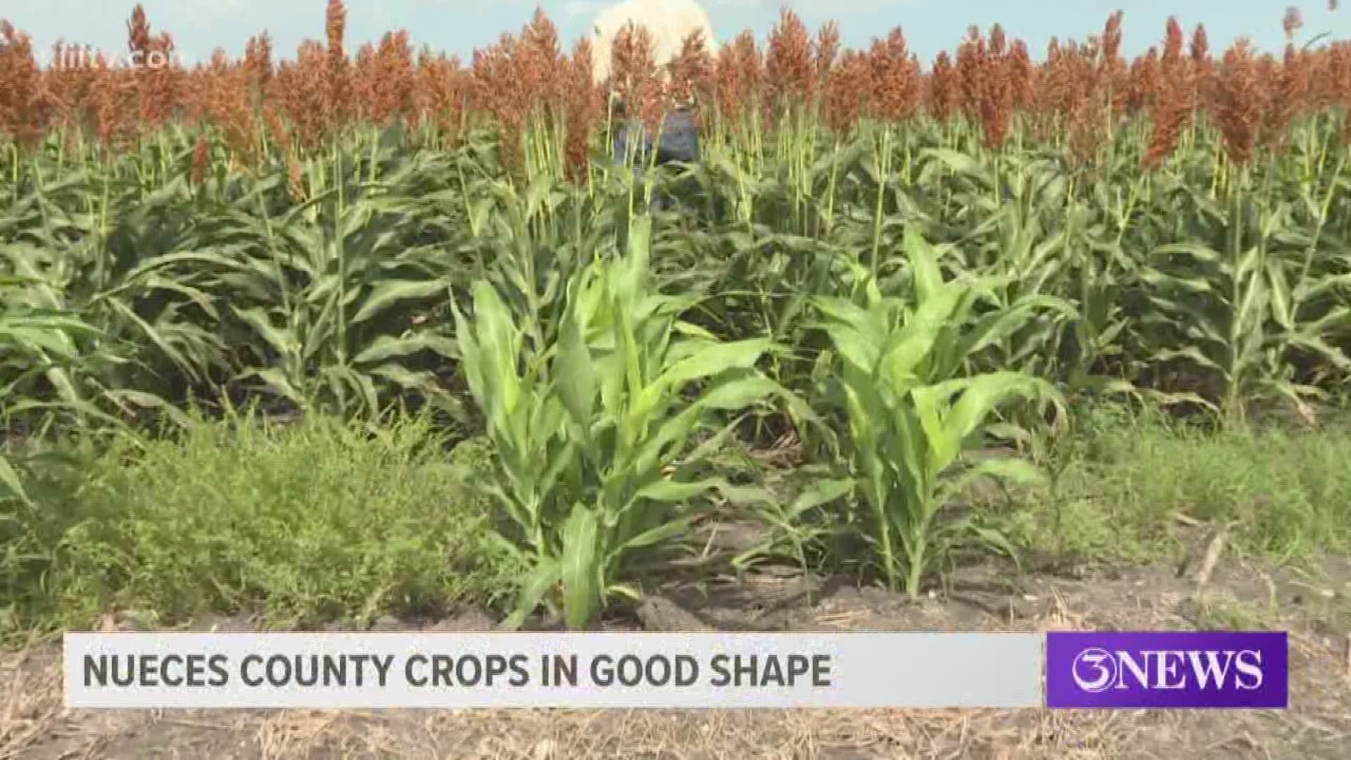 Nueces County crops in good shape for 2019 harvesting season | kiiitv.com