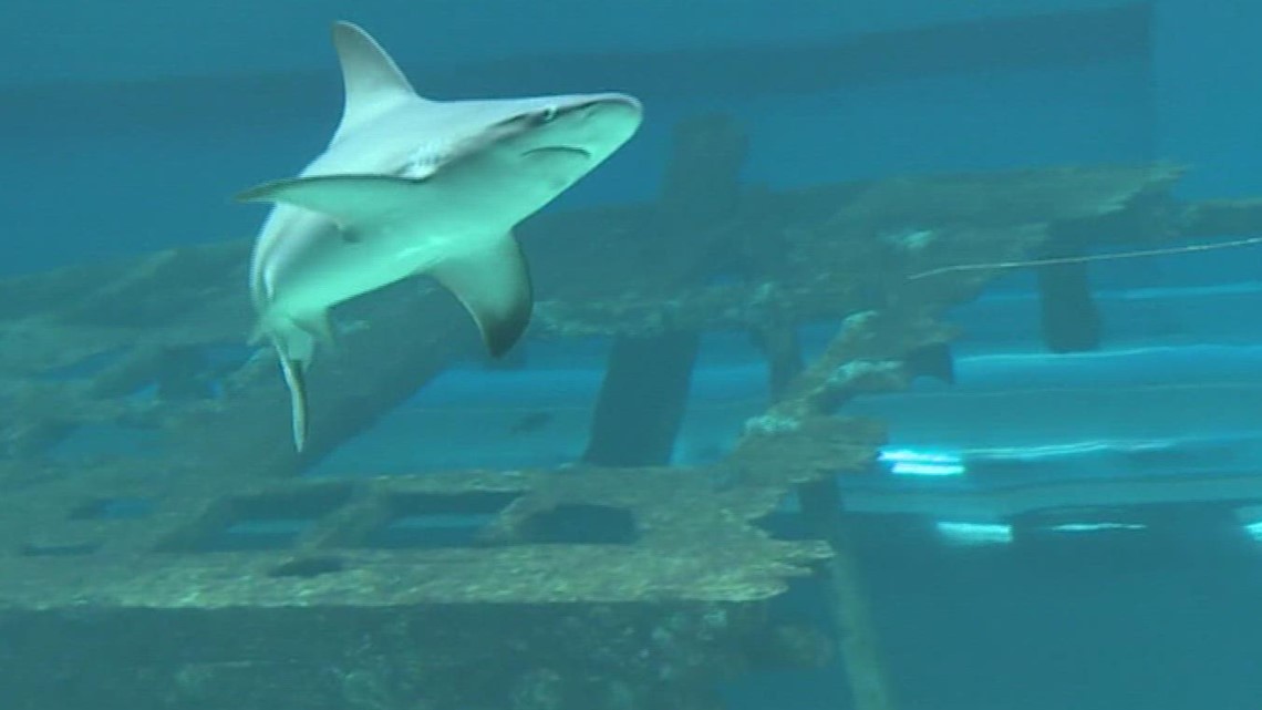Shark Awareness Day highlights the fin-credible animals who share our ...