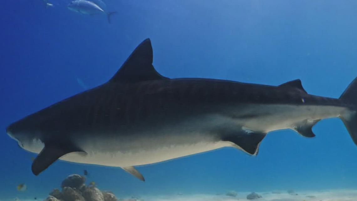 Corpus Christi Shark Attacks Bull Shark In The Ichthyology Collection
