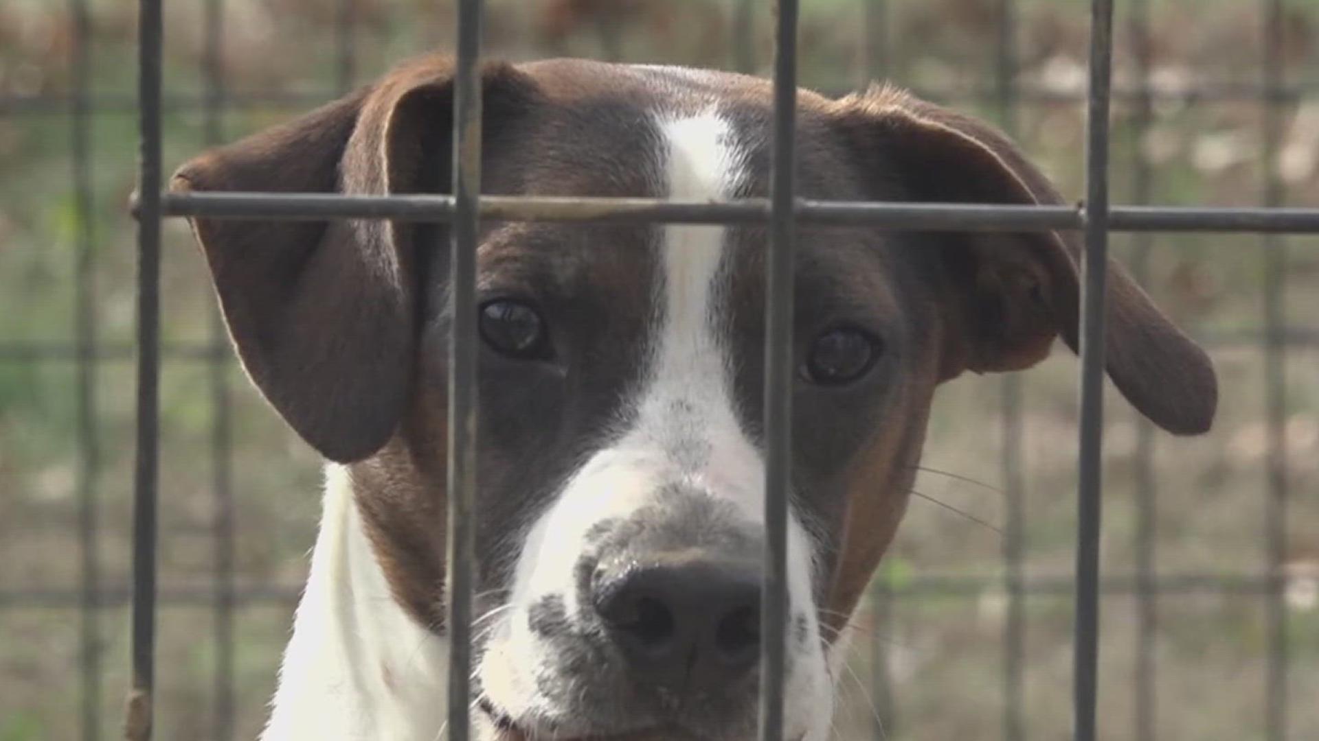 CCACS cracks down on cold weather pet safety | kiiitv.com