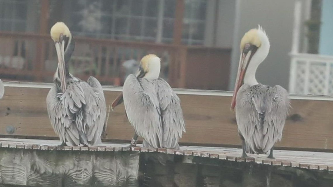 Rescue crew's star pelican spotted | kiiitv.com