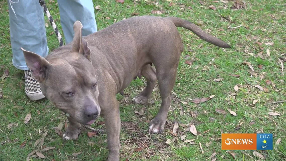 Help find a home for Lucy the 'micro pitbull' mix | kiiitv.com