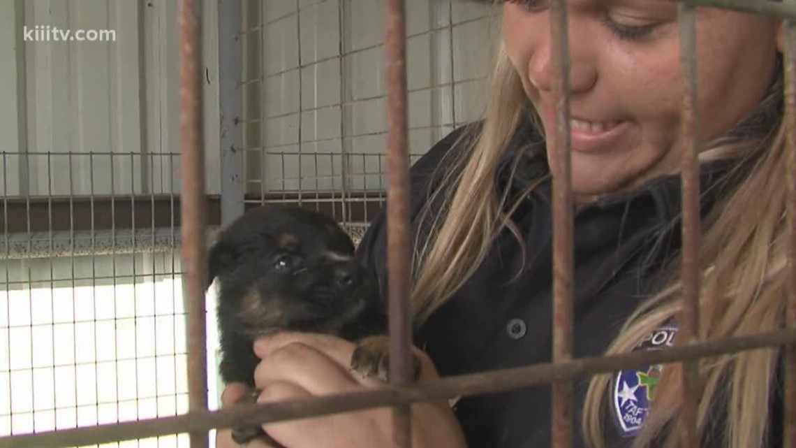 Someone to Know: Taft Animal Control Officer Kayla Denney | kiiitv.com