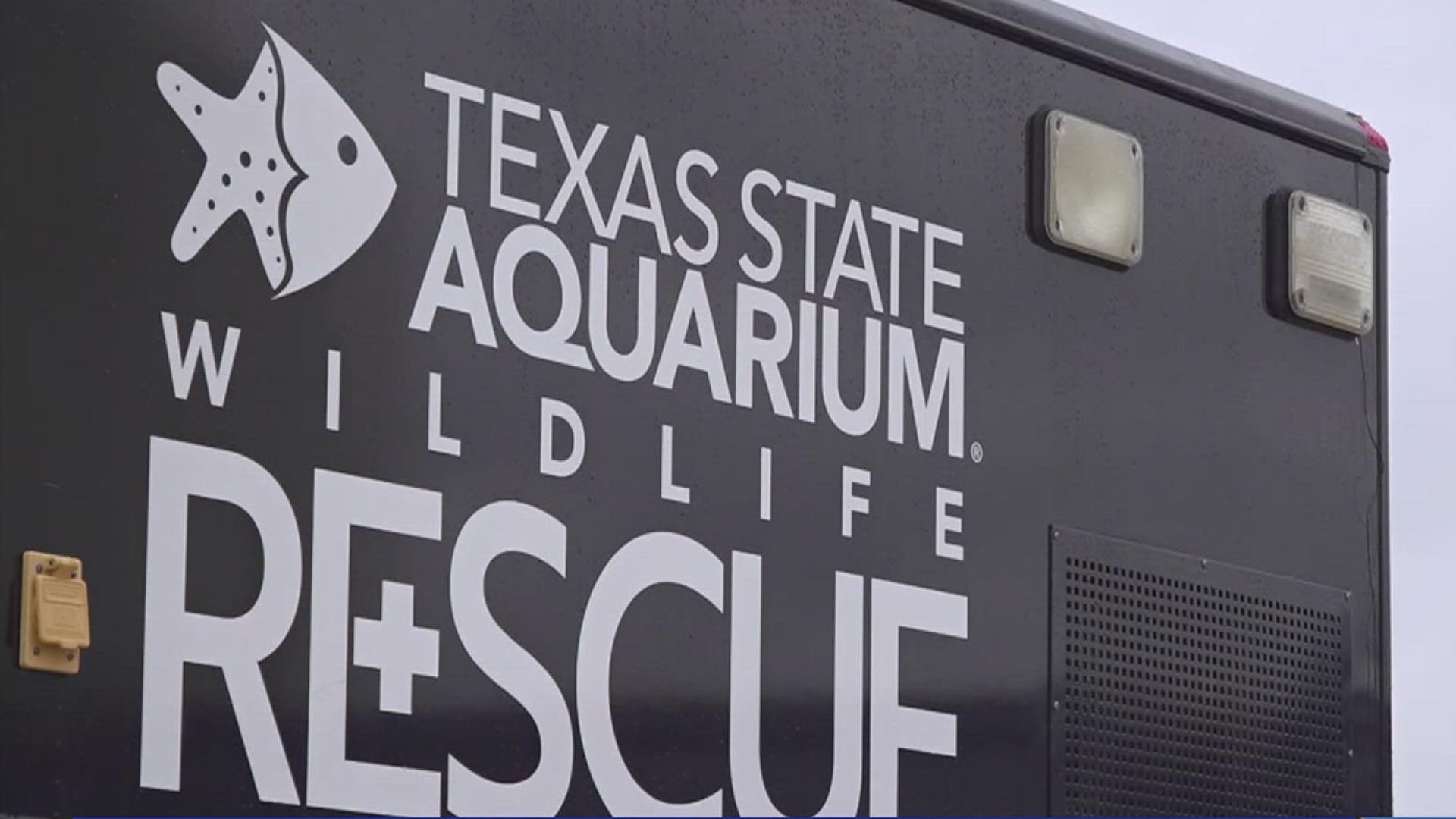 Wintery weather causing Texas State Aquarium to prepare for cold ...