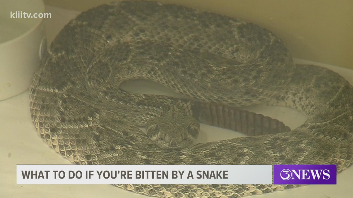 Continued danger of snakes due to Coastal Bend's warm weather | kiiitv.com