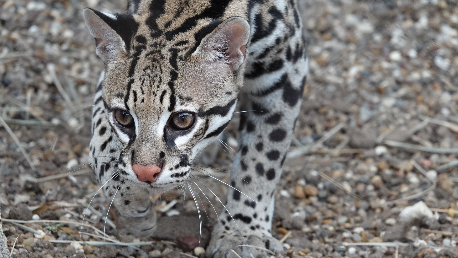 Sister ocelots at the Texas State Aquarium | kiiitv.com