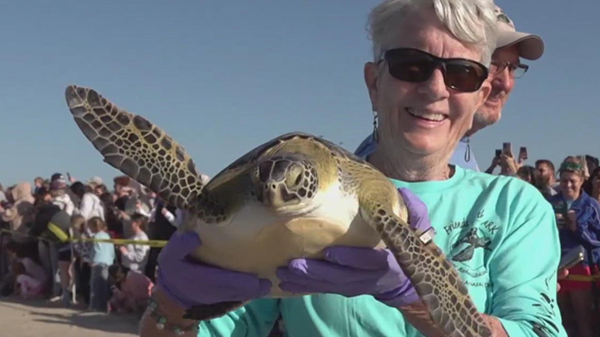 Port Aransas spring break visitors witness sea turtle release | kiiitv.com
